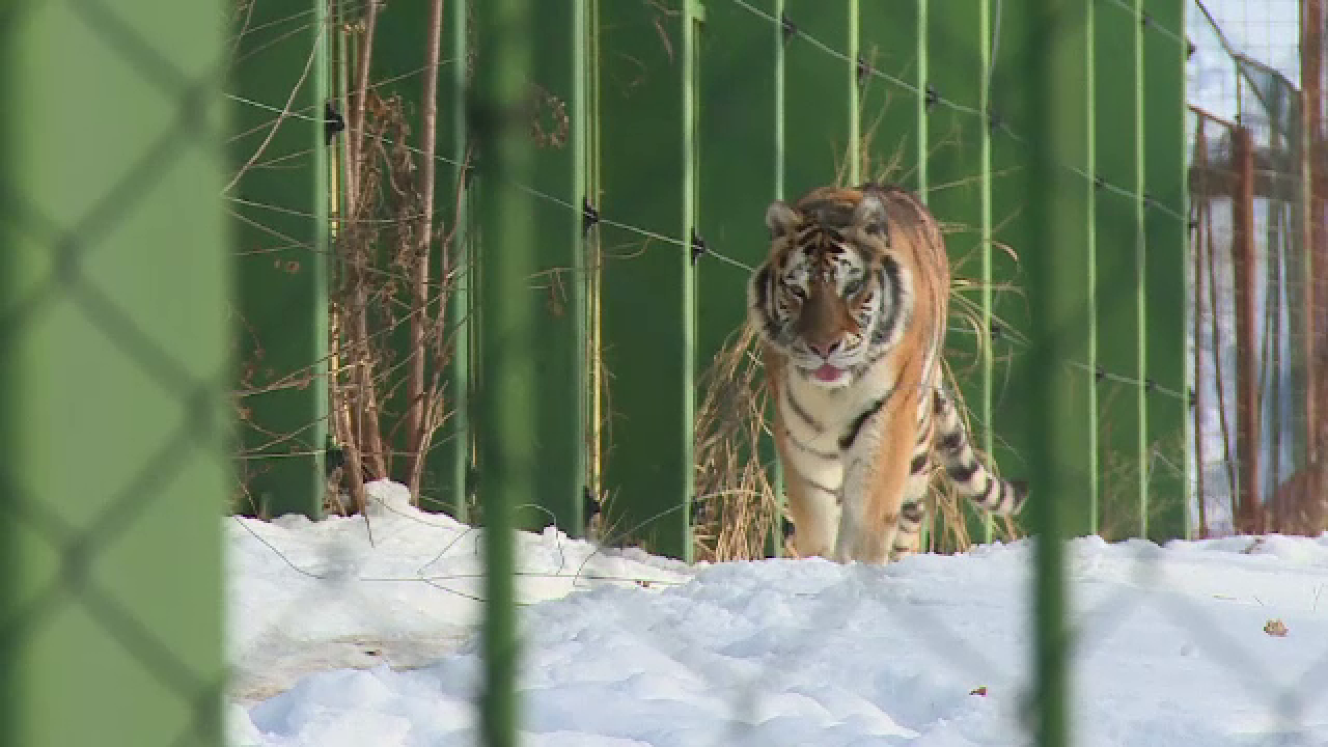 Iarnă grea pentru animalele din grădinile zoologice. Cum sunt protejate ...