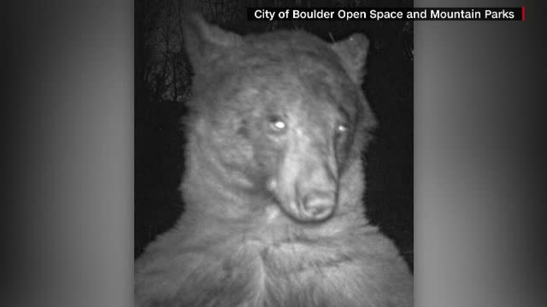 Primul urs care face selfie-uri. Acest animal are nu mai puțin de 400 ...