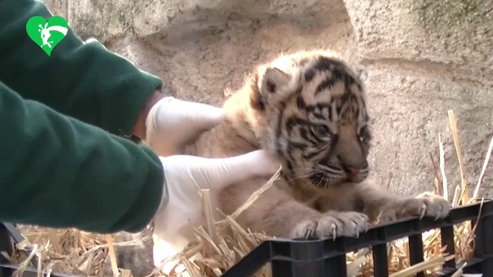 Un pui de tigru Sumatra a venit pe lume înainte de Anul Nou, la grădina ...