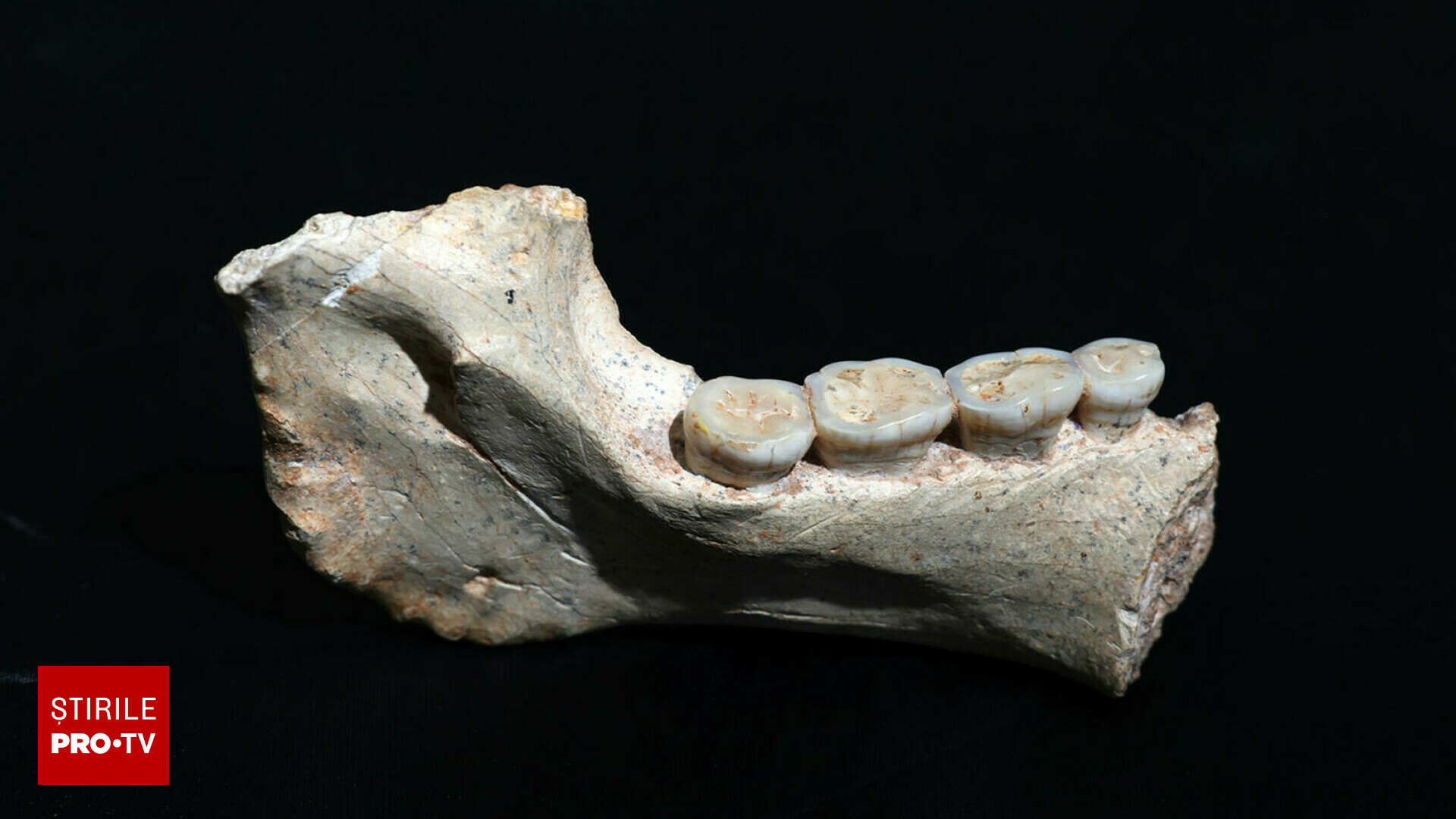 Fosile vechi de 773.000 de ani, descoperite în Maroc. Indicii noi ...