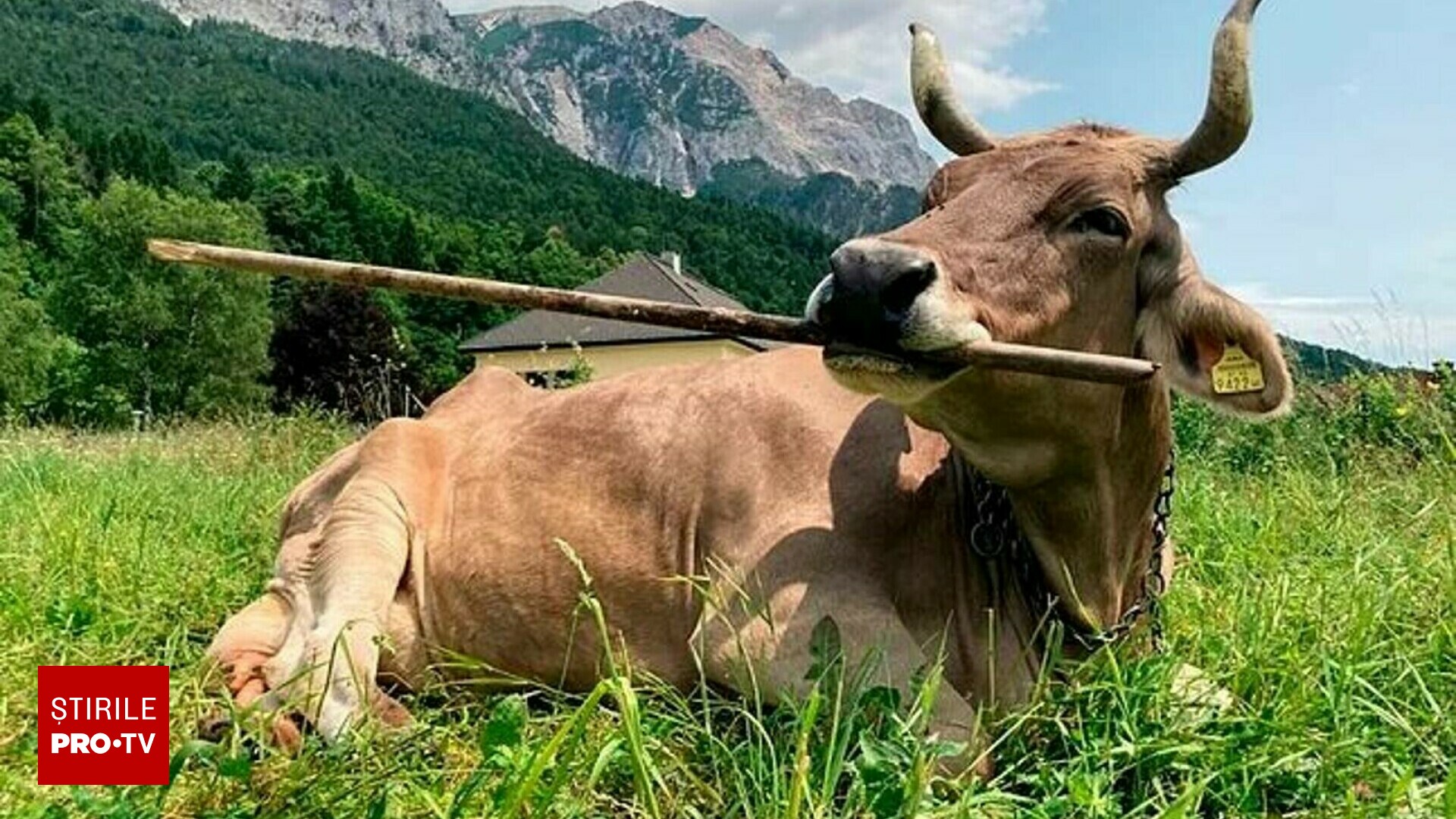 Veronika, o vacă din Austria, a demonstrat că bovinele pot folosi ...