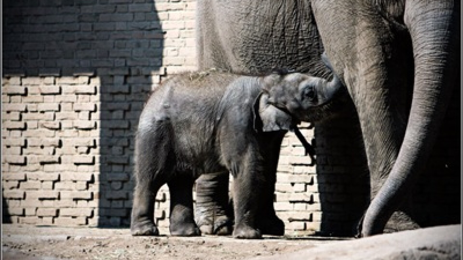 Pui de elefant asiatic, nascut in captivitate! - Știrile ProTV