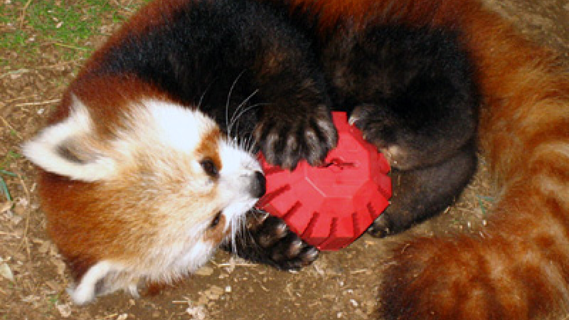 Doi pui de panda rosu, botezati la gradina zoologica din Zagreb ...