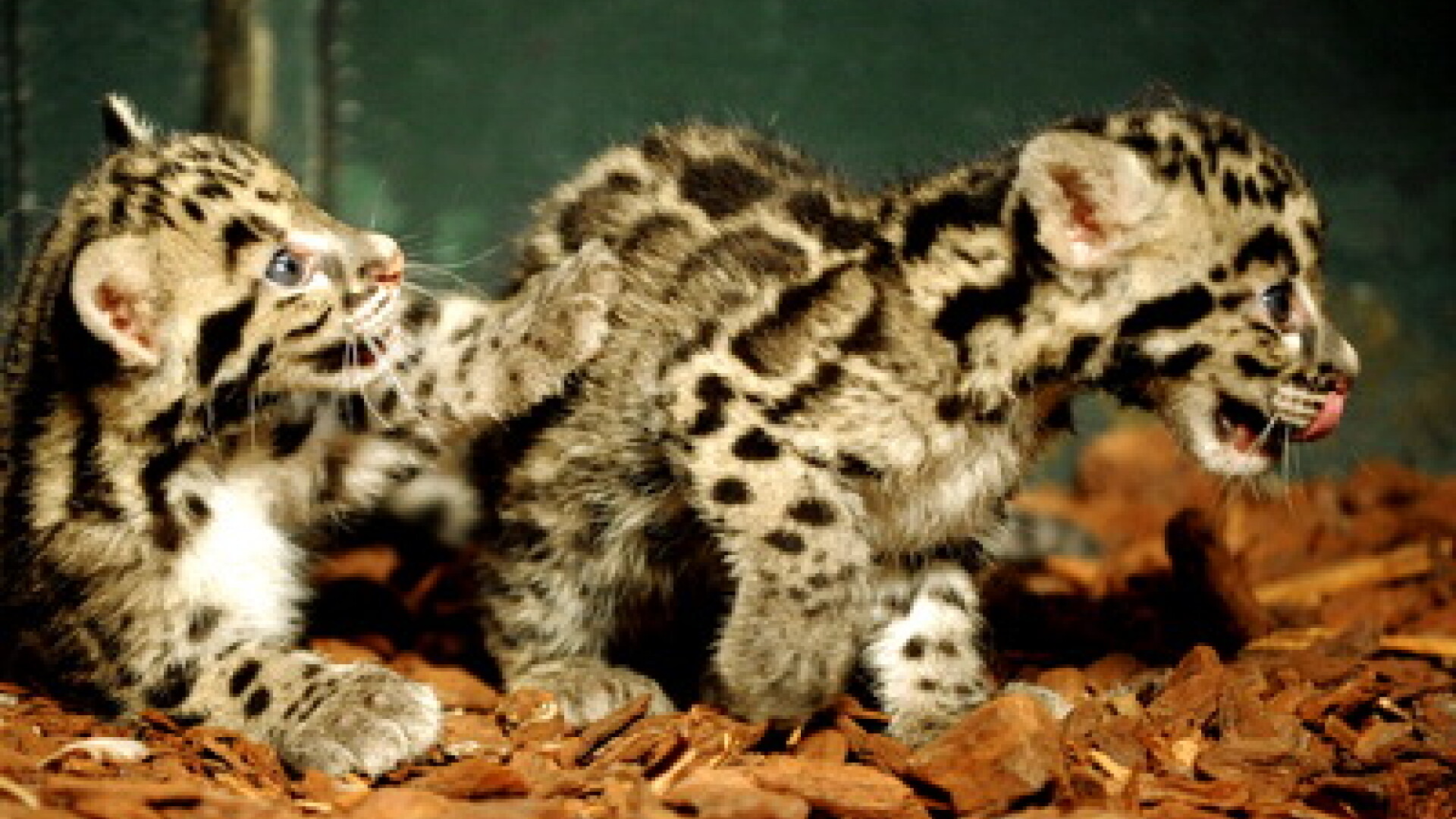 Doi mici leoparzi patati, vedete la Zoo Paris. VIDEO - Știrile ProTV