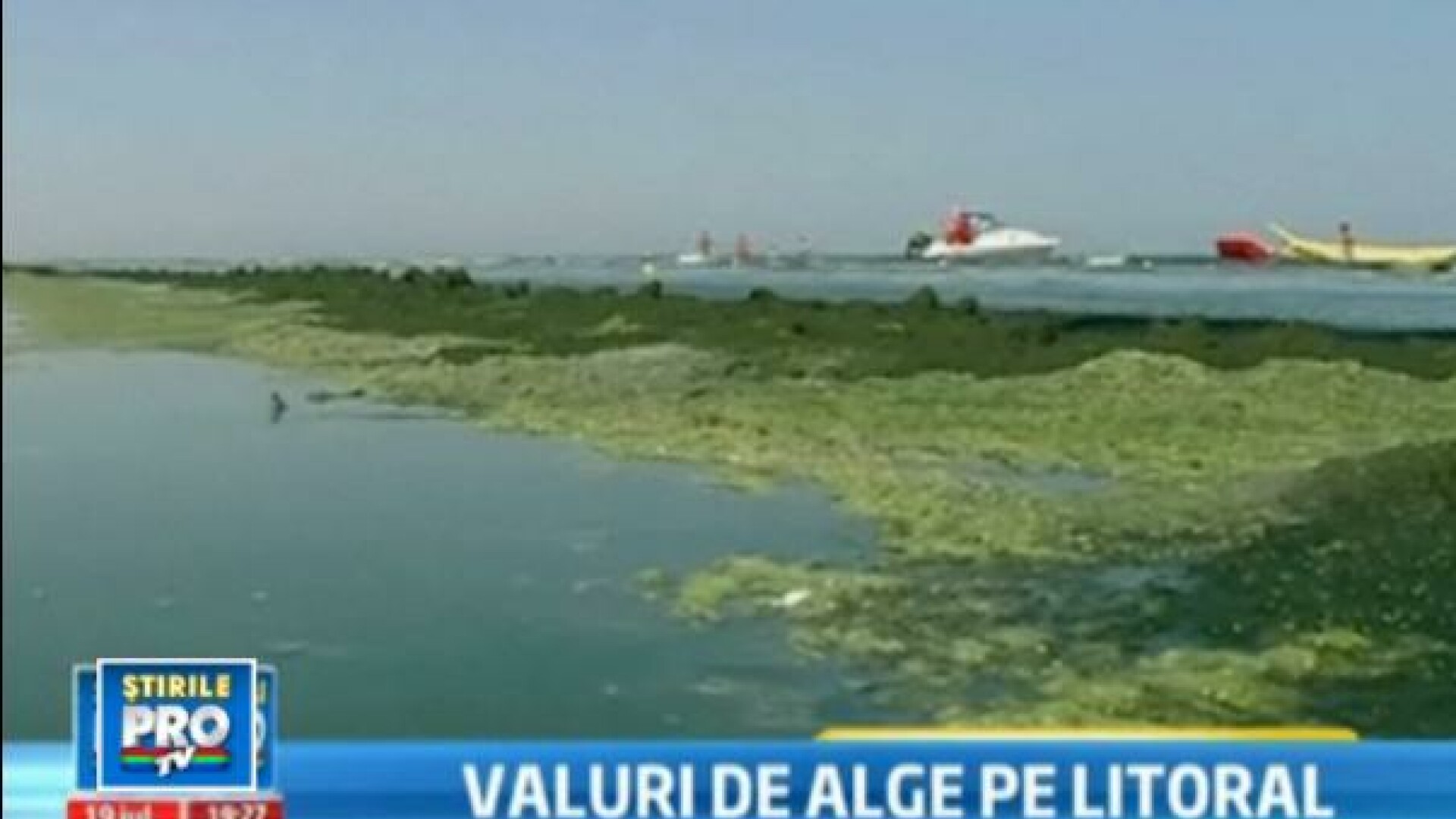 Marea Neagra e verde. Mii de tone de alge le distrug vacanta turistilor ...