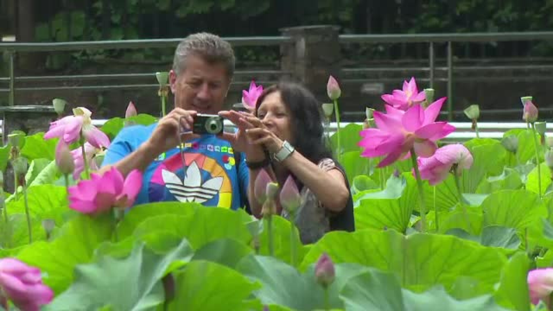 Fenomen spectaculos la Baile Felix. Nuferii de aici au atins proportii ...