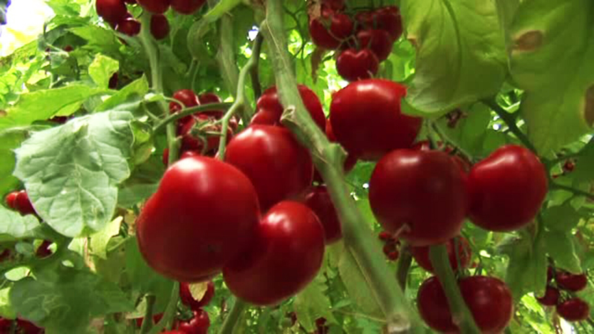 Rosiile romanesti au din nou gust, dar si un pret pe masura. Ce risca ...