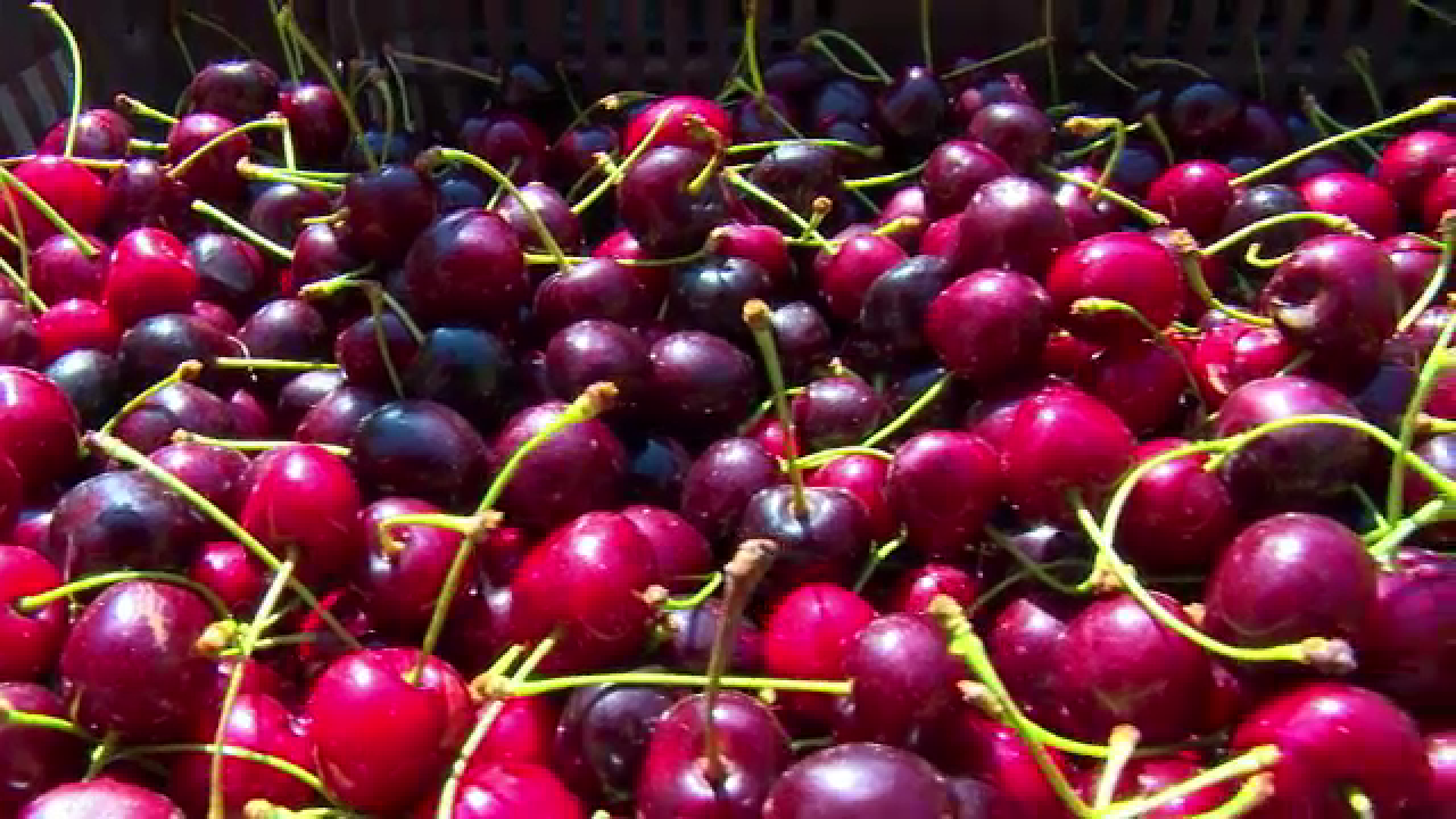 Grindina a scazut la jumatate productia de cirese de la Ciresoaia. La ...