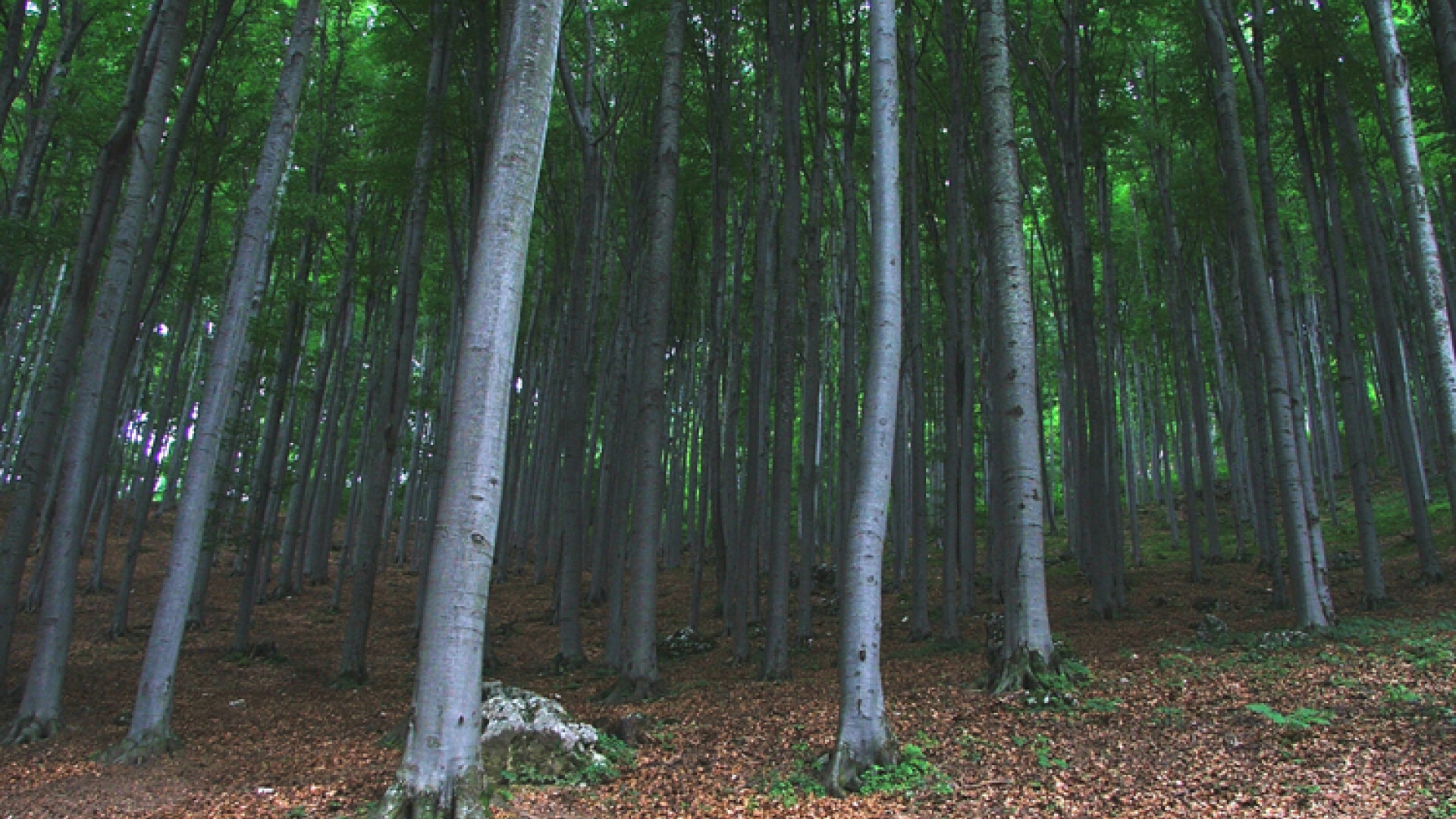 Padurile virgine de fag din Romania au intrat in Patrimoniul Mondial ...