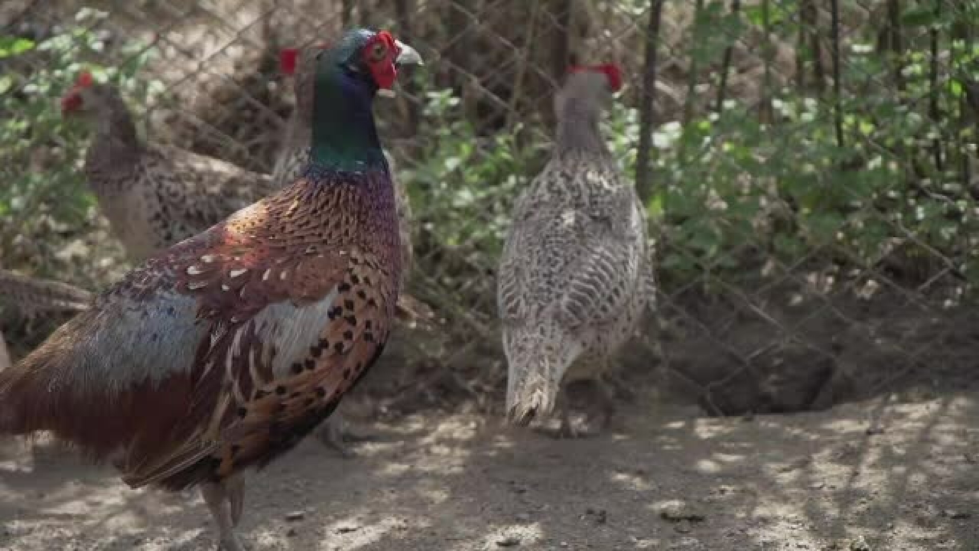 Vânzări record pentru cea mai mare crescătorie de fazani din țară ...