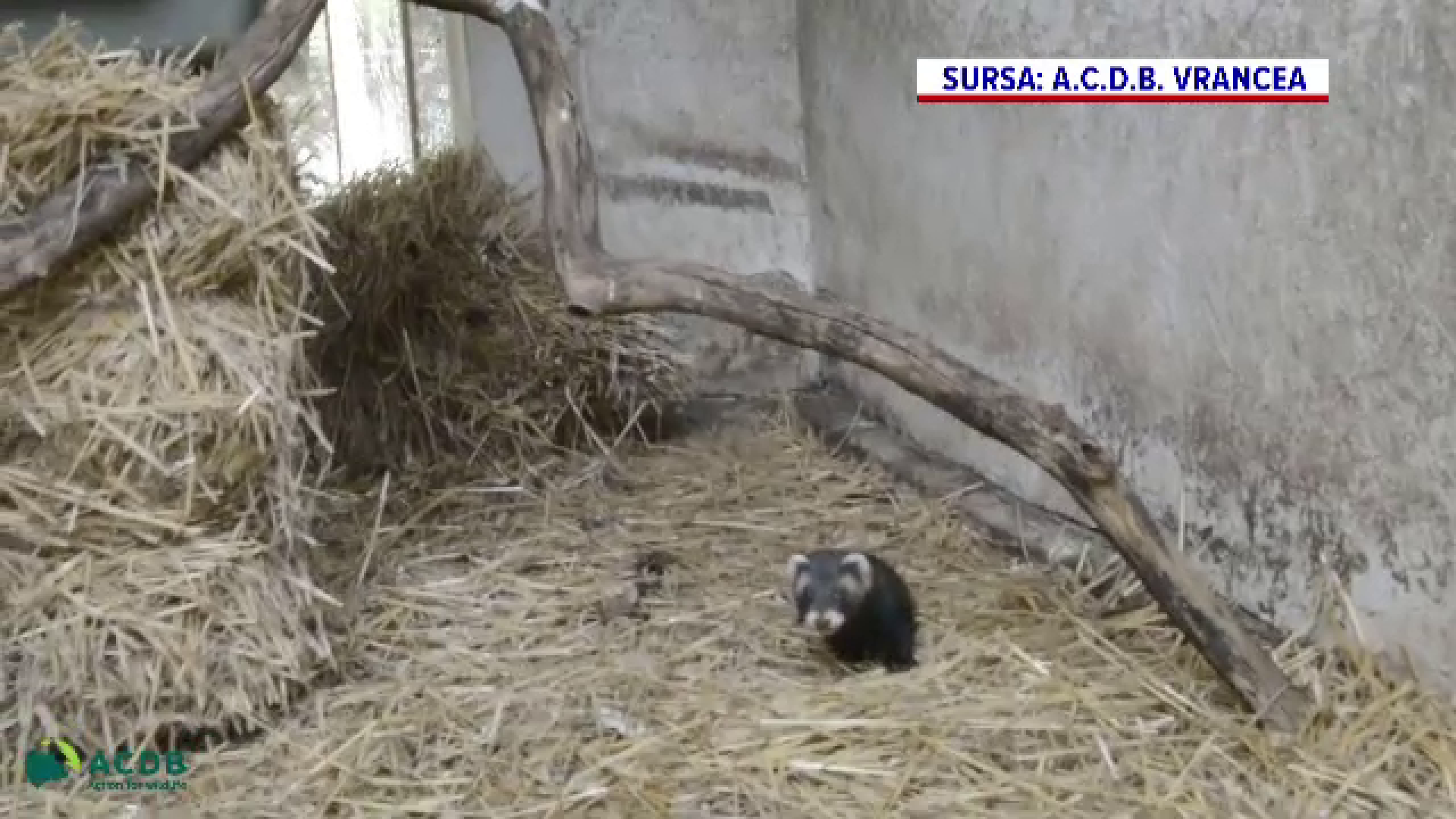 S-a trezit cu o familie de dihori în curte. Ce a făcut acest om e ...