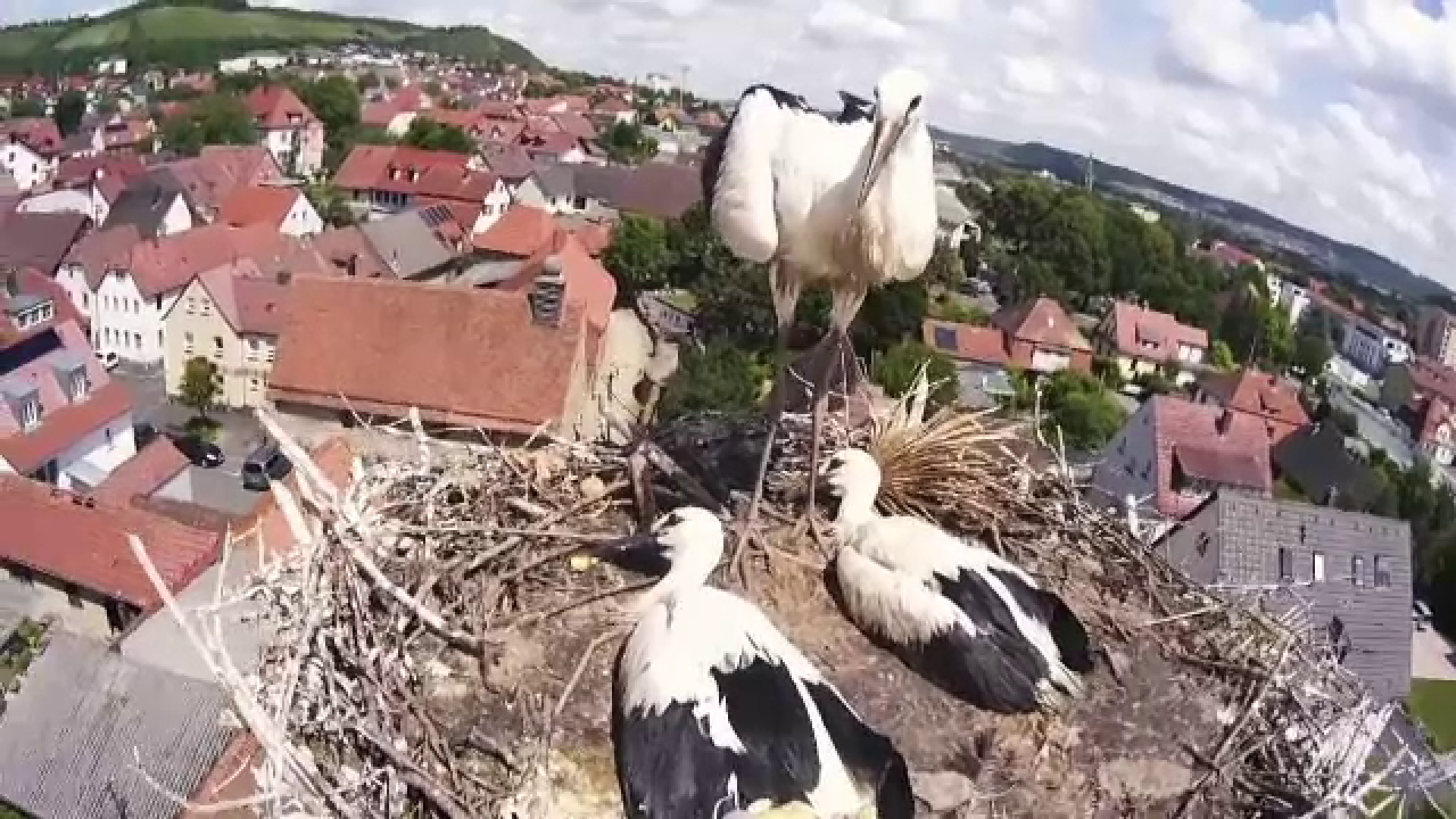 Trei pui de barză au rămas orfani după ce părinții lor murit loviți de ...