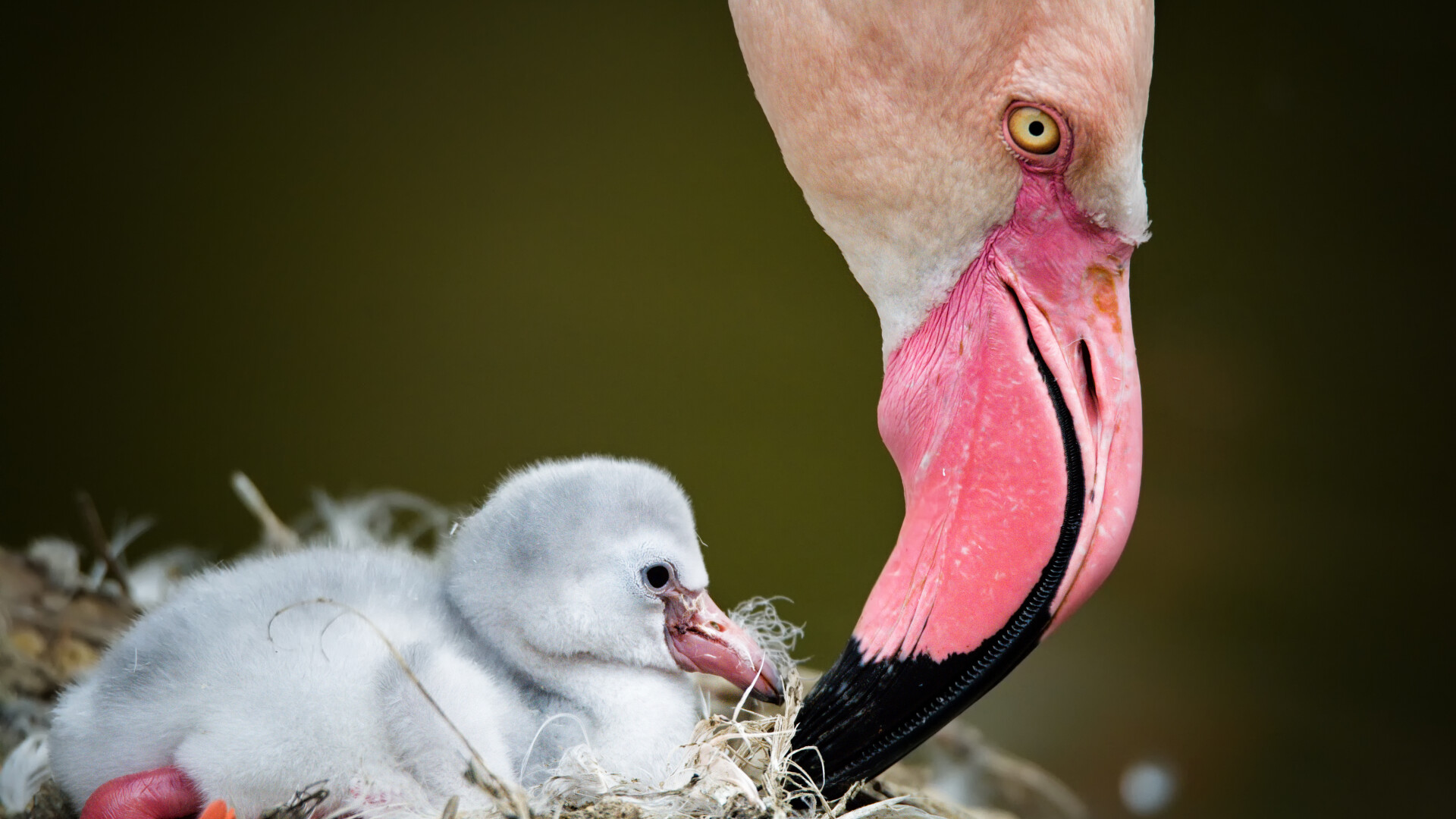 Un pui de flamingo și-a găsit familie la o grădina Zoologică din Marea ...