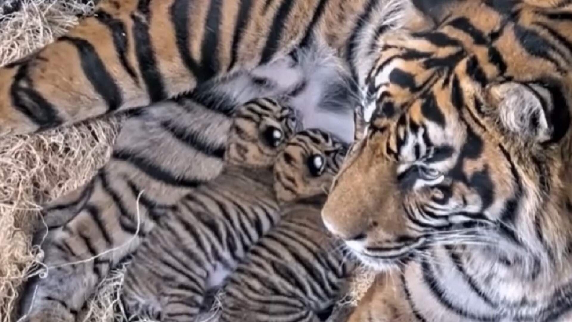 Doi pui de tigru de Sumatra, specie pe cale de dispariție, au venit pe ...