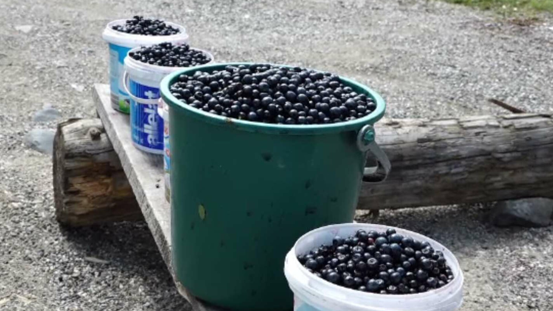 Fructele de pădure stau în depozite. Cum s-a ajuns să nu fie mai deloc ...