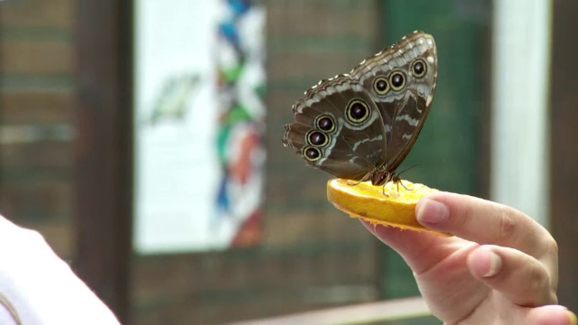 Grădina feerică din Iași unde sute de fluturi tropicali zboară în voie ...