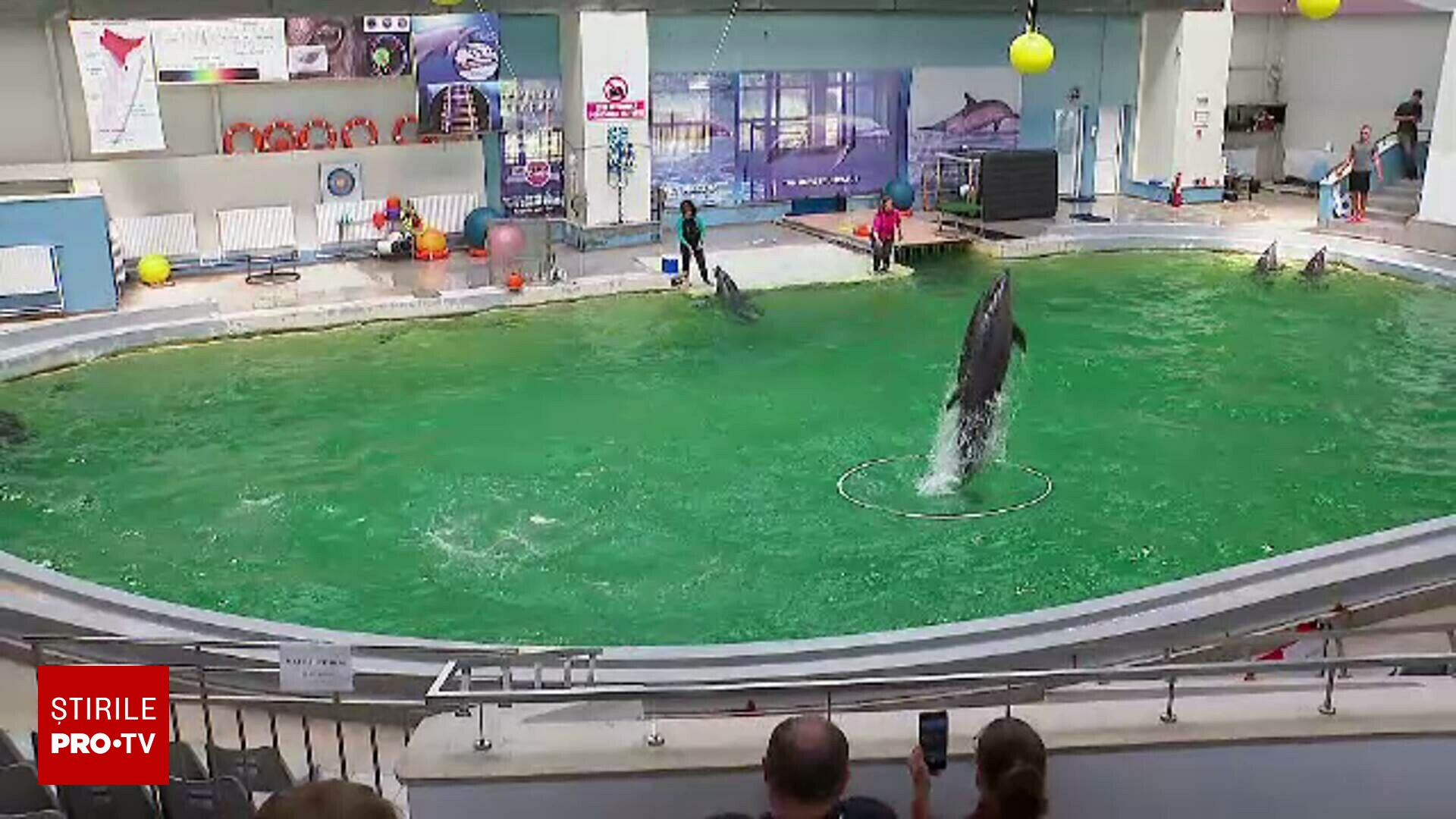 Primul pui de delfin născut în captivitate la Delfinariul din Constanța ...