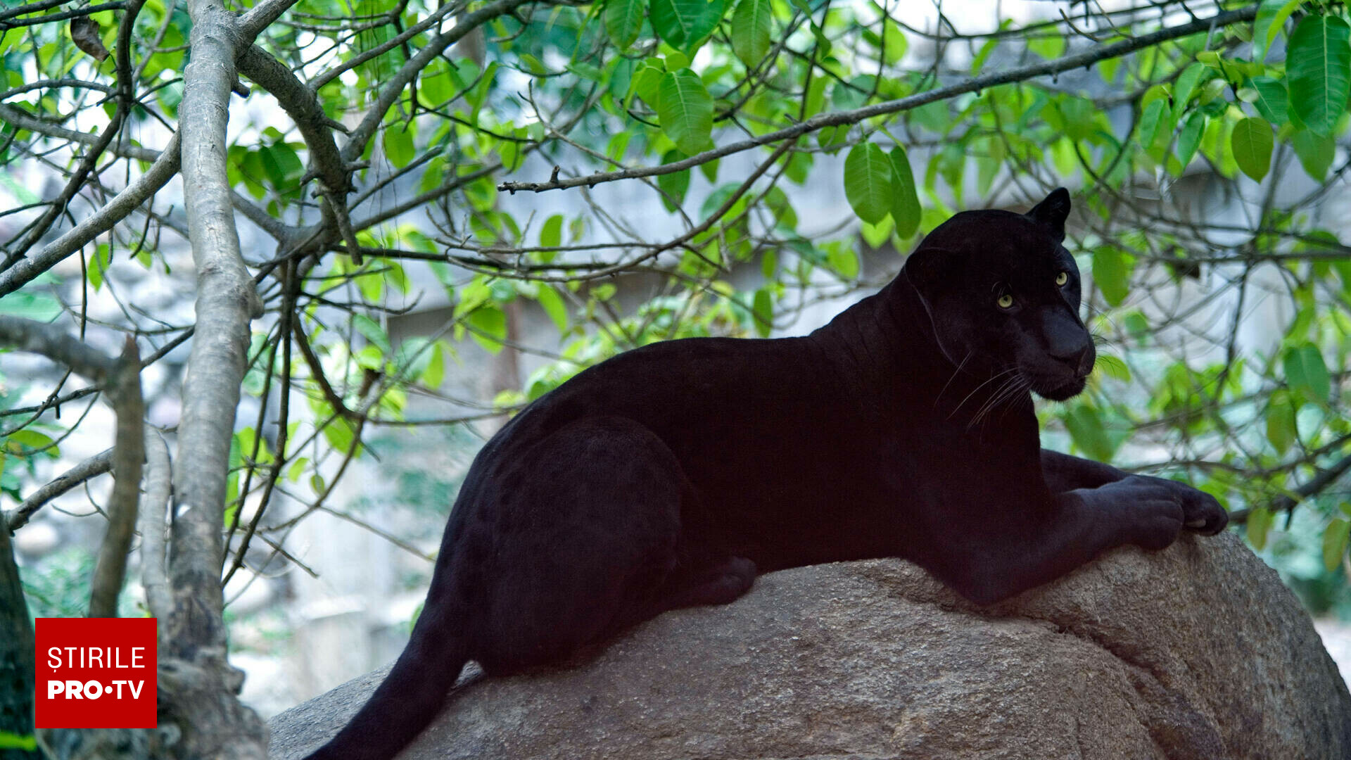 Pantera neagră ar fi fost văzută, din nou, la granița cu România ...