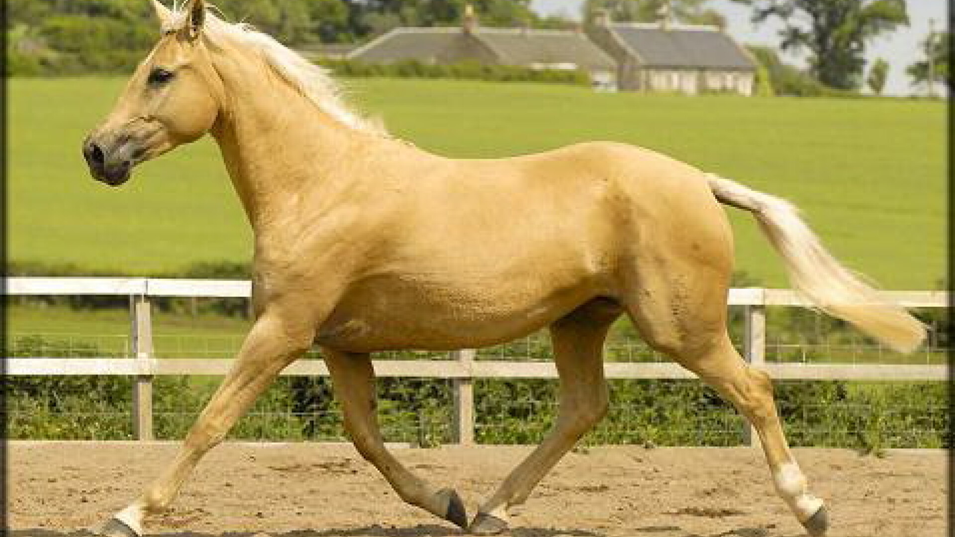 Vrei sa vezi cum arata un cal de un milion de euro? - Știrile ProTV