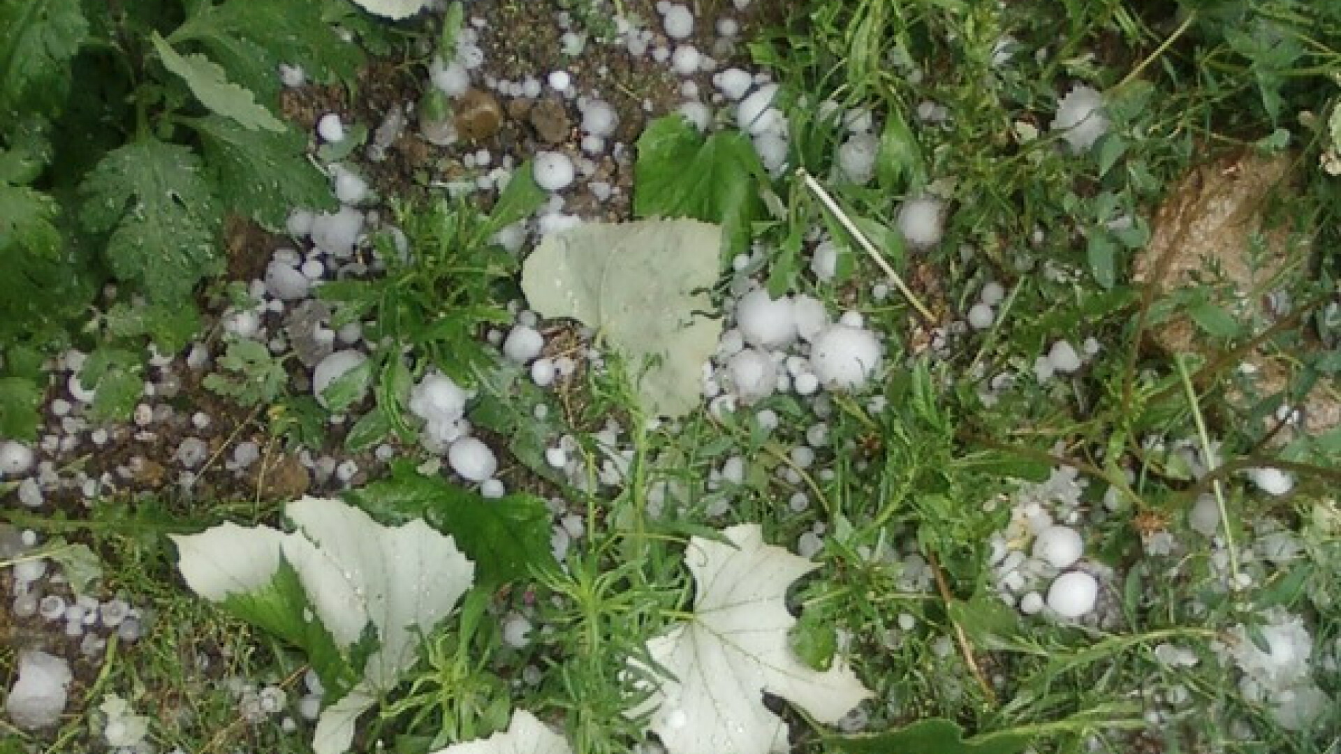 Grindina cat oul de rata in Dolhasca si Dolhesti! - Știrile ProTV