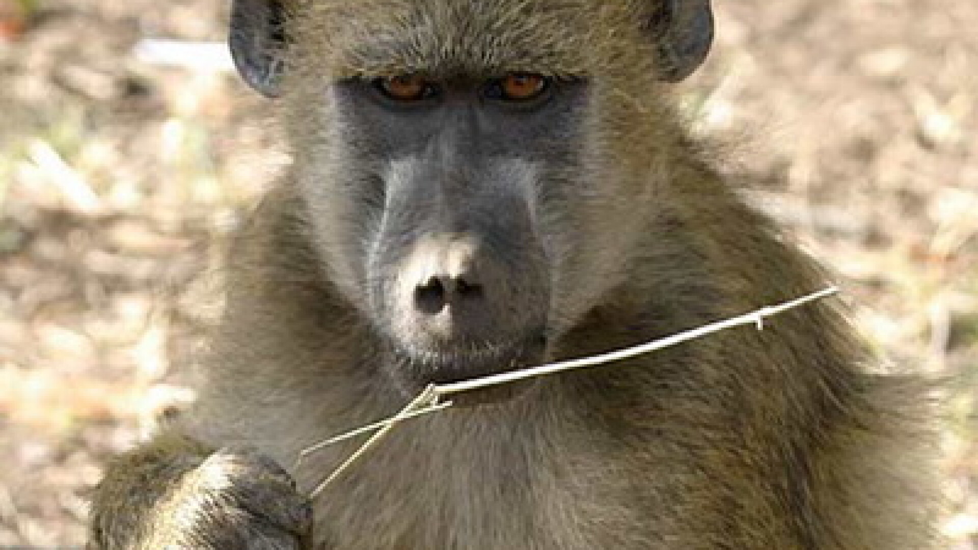 Asa ceva nu se uita! Vacanta de voluntar la crescut maimute in Africa ...