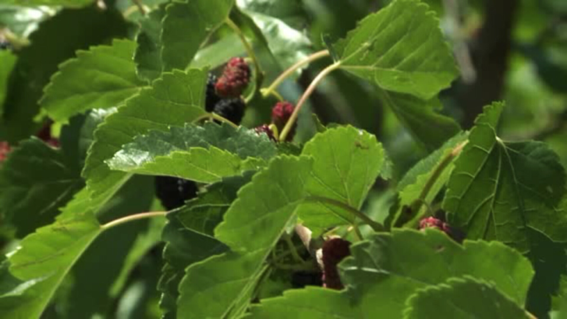 Cat de mult se poate castiga din viermi de matase si duzi. In Romania ...