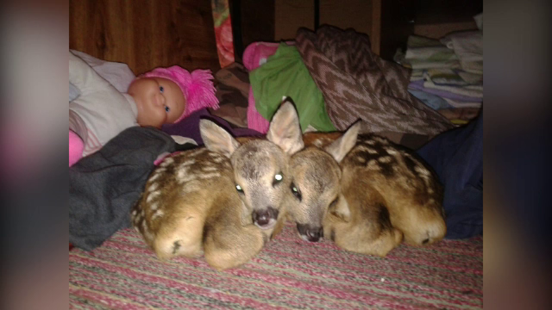 O familie din Hunedoara a crescut cu biberonul 3 pui de caprioara. Ce ...