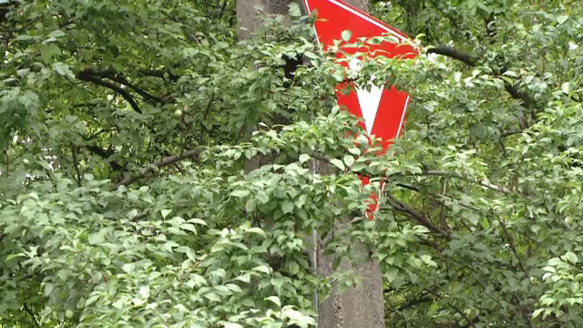 Un semn de circulatie pus "in pom" si unul acoperit au provocat un grav ...