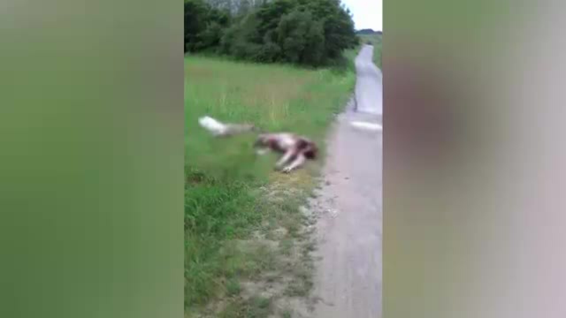 Cadavrele in putrefactie a doi vitei jupuiti, gasite langa un sat din ...