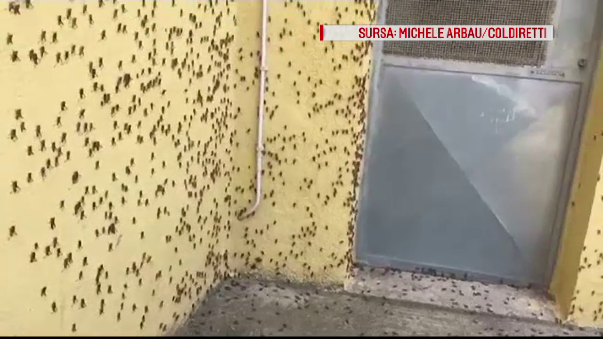 Invazie de lăcuste într-o regiune. Au devorat totul în calea lor ...