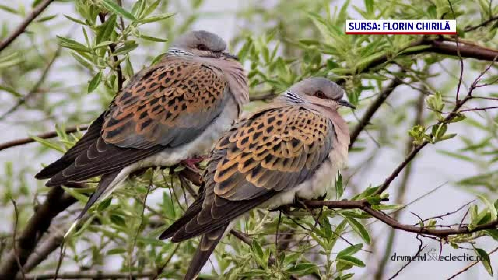 Zeci de specii de păsări sunt ameninţate cu dispariţia. O nouă lege ar ...