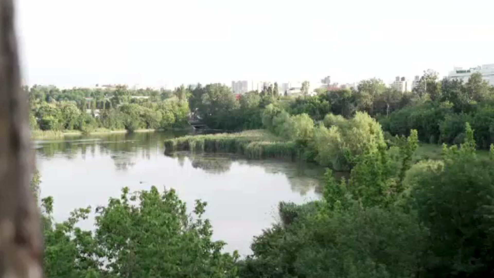 Pădurile urbane din zona Bucureștiului au nevoie să devină arii ...