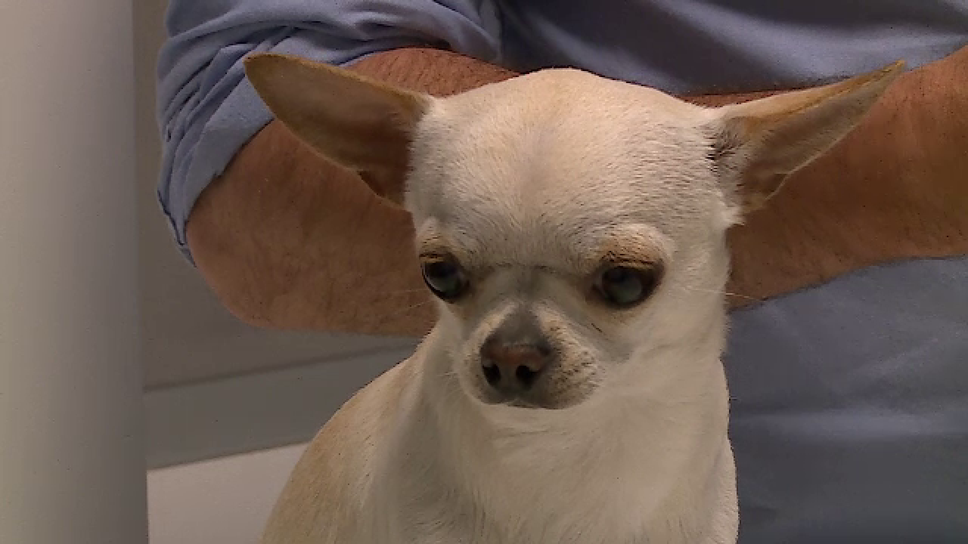 Și animalele suferă din pricina caniculei. Ce spun medicii veterinari ...