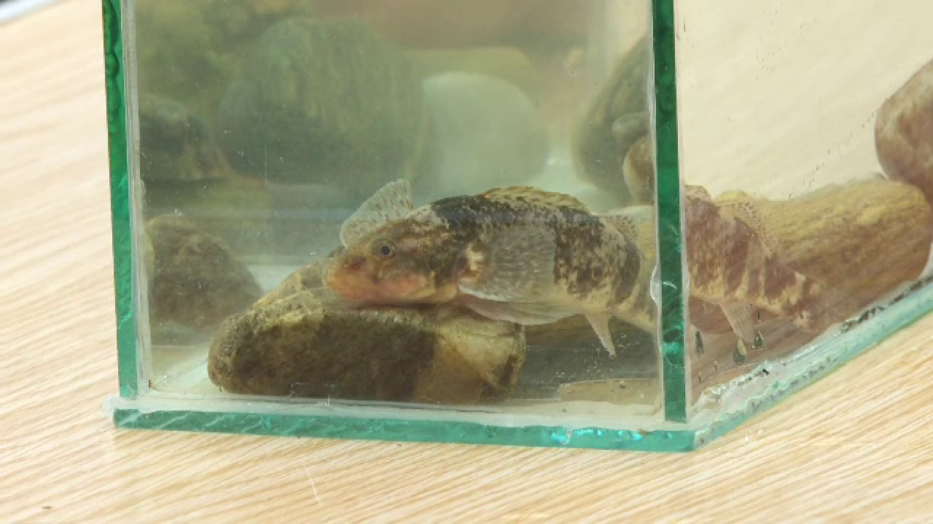 Aspretele, o nouă șansă la viață în România. Specia pe cale de ...