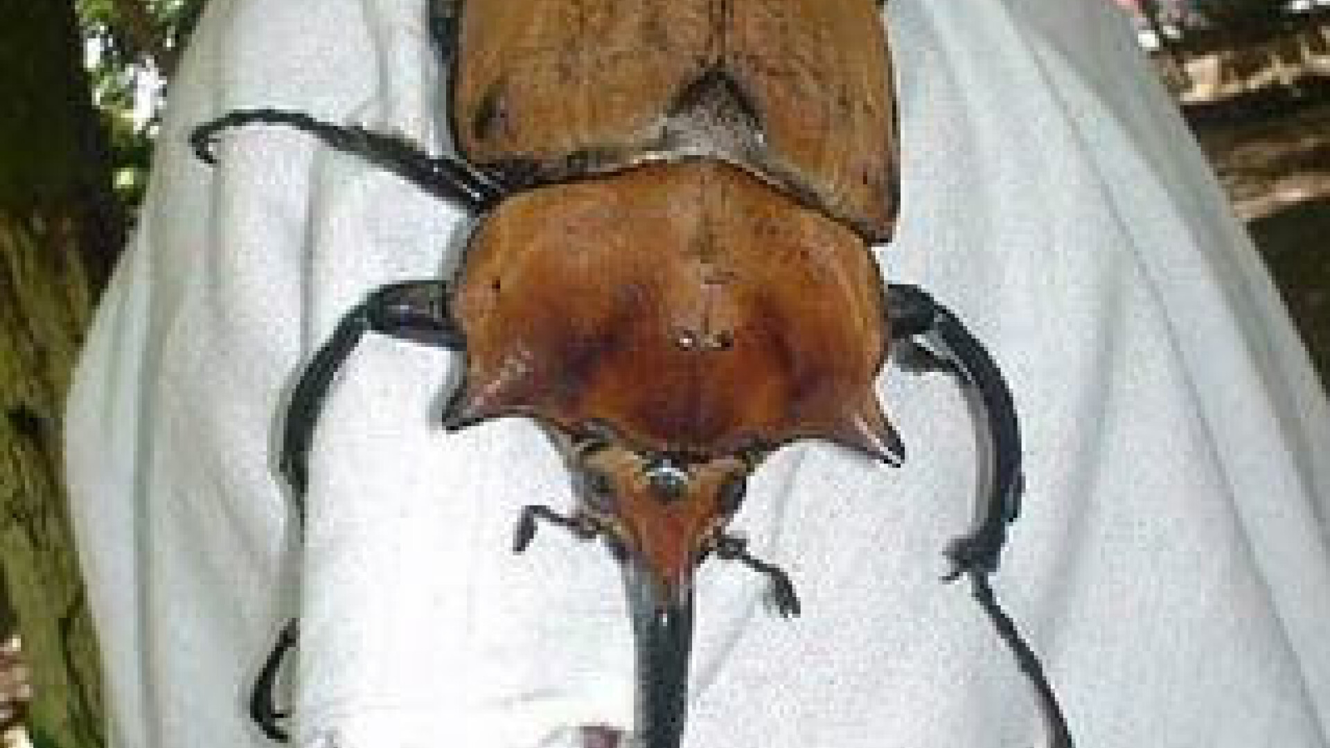 Aveti gandaci in bucatarie? Se poate si mai rau! - Știrile ProTV