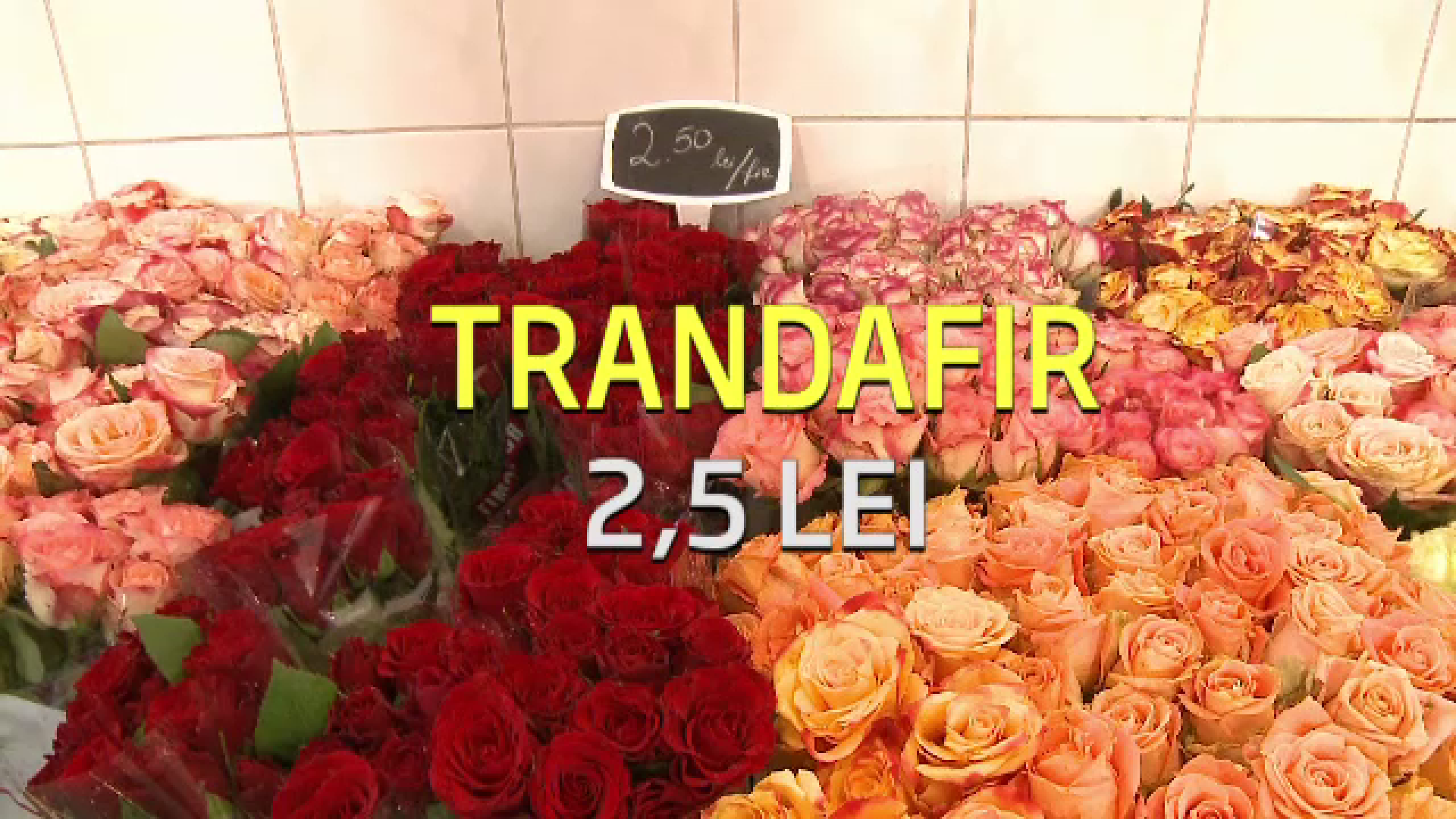 De 1 Martie au "inflorit" si preturile lalelelor, trandafirilor si ...