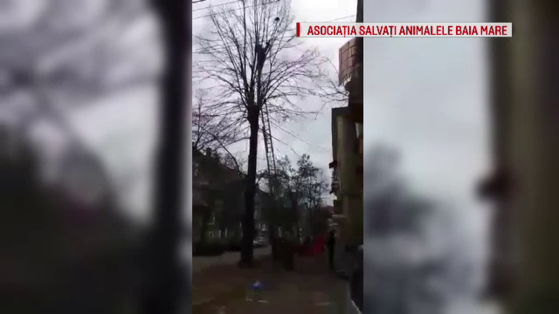 O pisica a ramas blocata timp de 3 zile intr-un copac, in Baia Mare ...