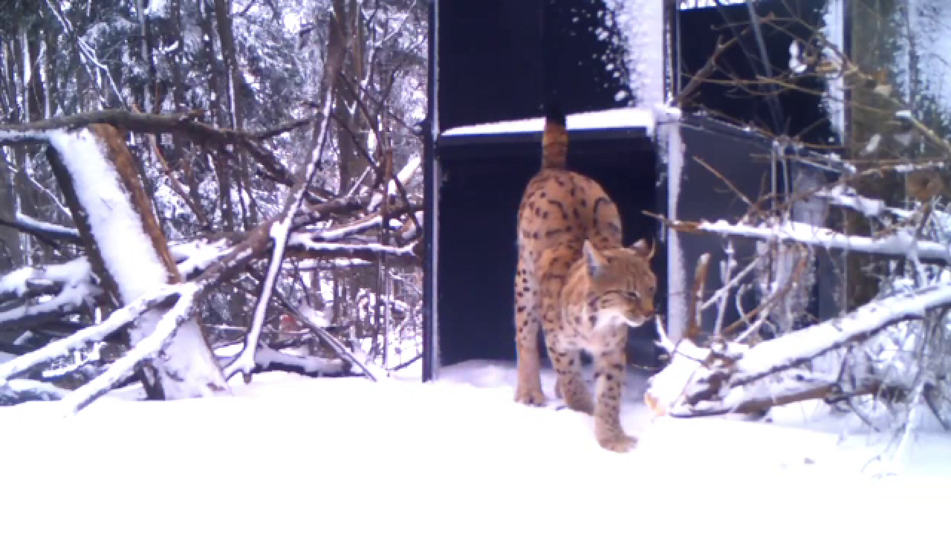 Imagini inedite cu capturarea unui râs, în Bacău - Știrile ProTV