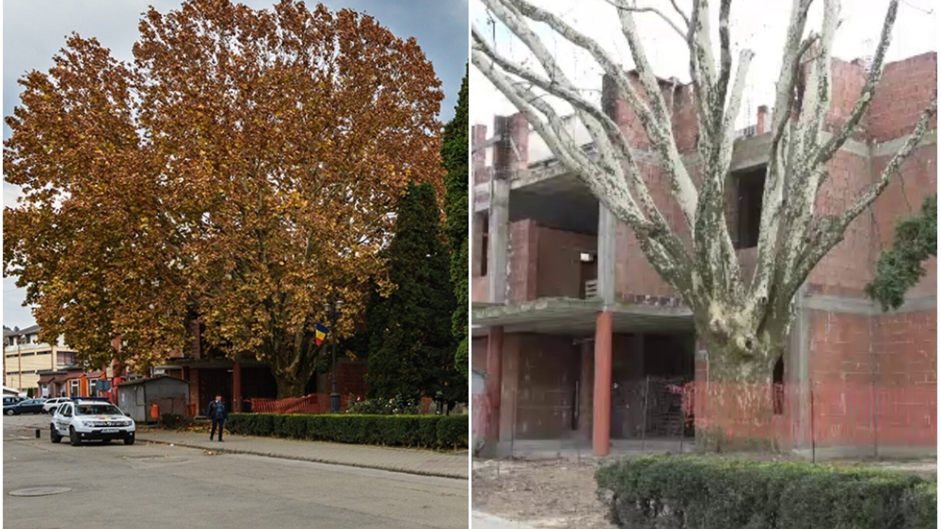 Copacul anului în România, ”masacrat” cu drujba. Reacția primarului ...