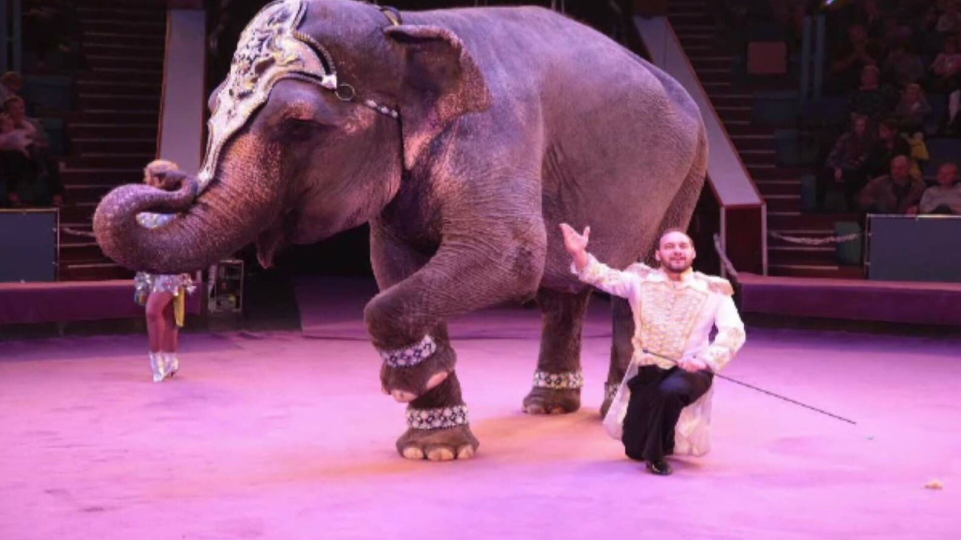 Un circ ambulant a fugit înaintea războiului din Ucraina, și a ajuns la ...