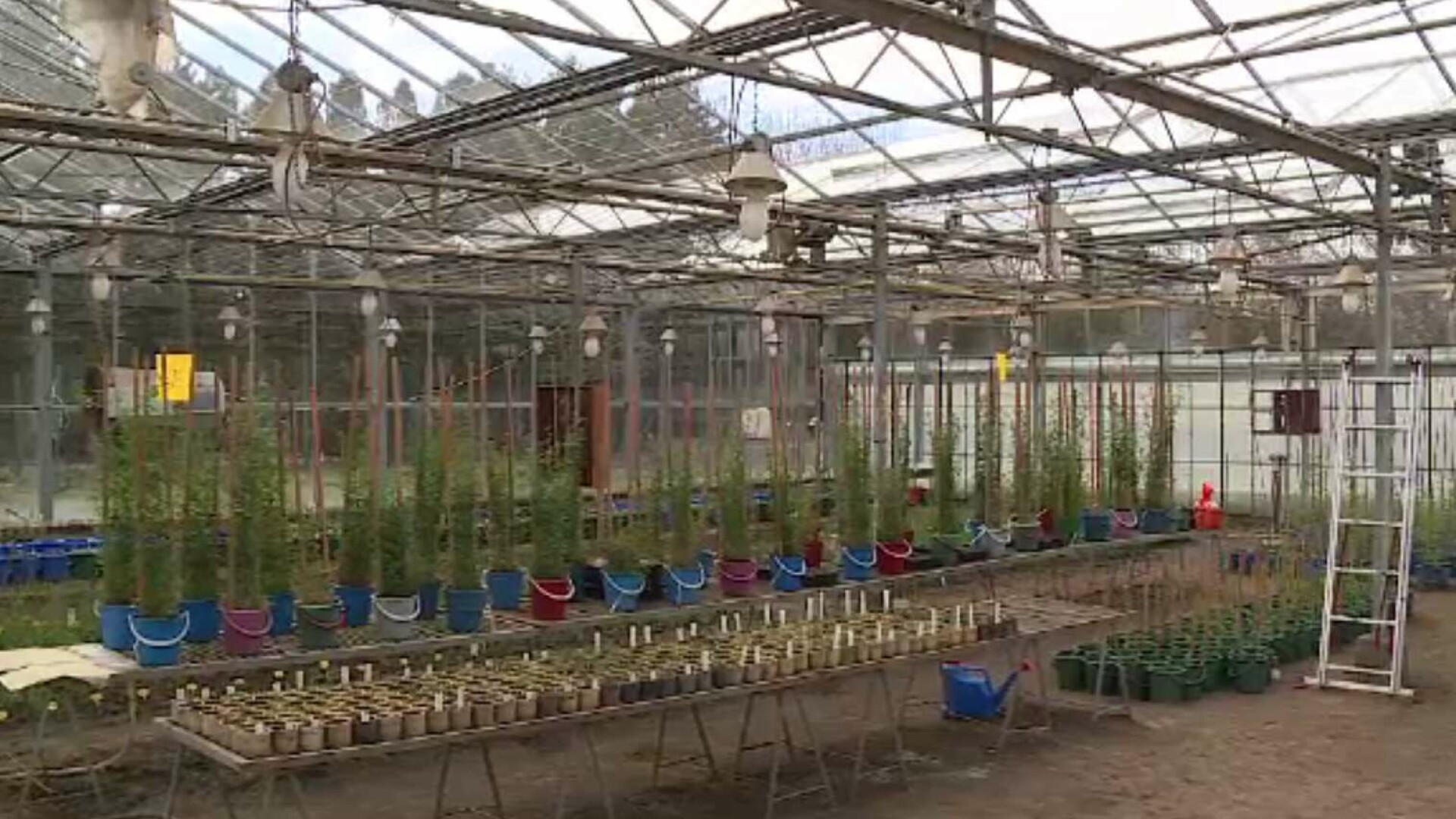 Soiurile de cereale rezistente la secetă și dăunători obținute la ...