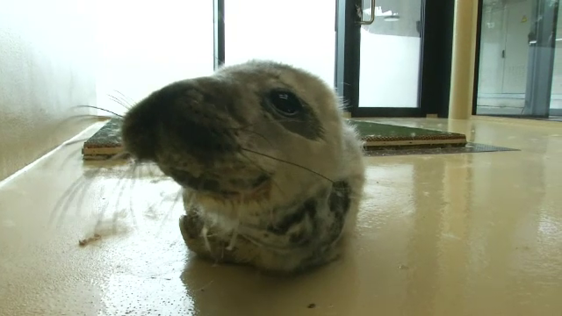 Un pui de focă a fost salvat de angajații Muzeului Maritim din Lituania ...