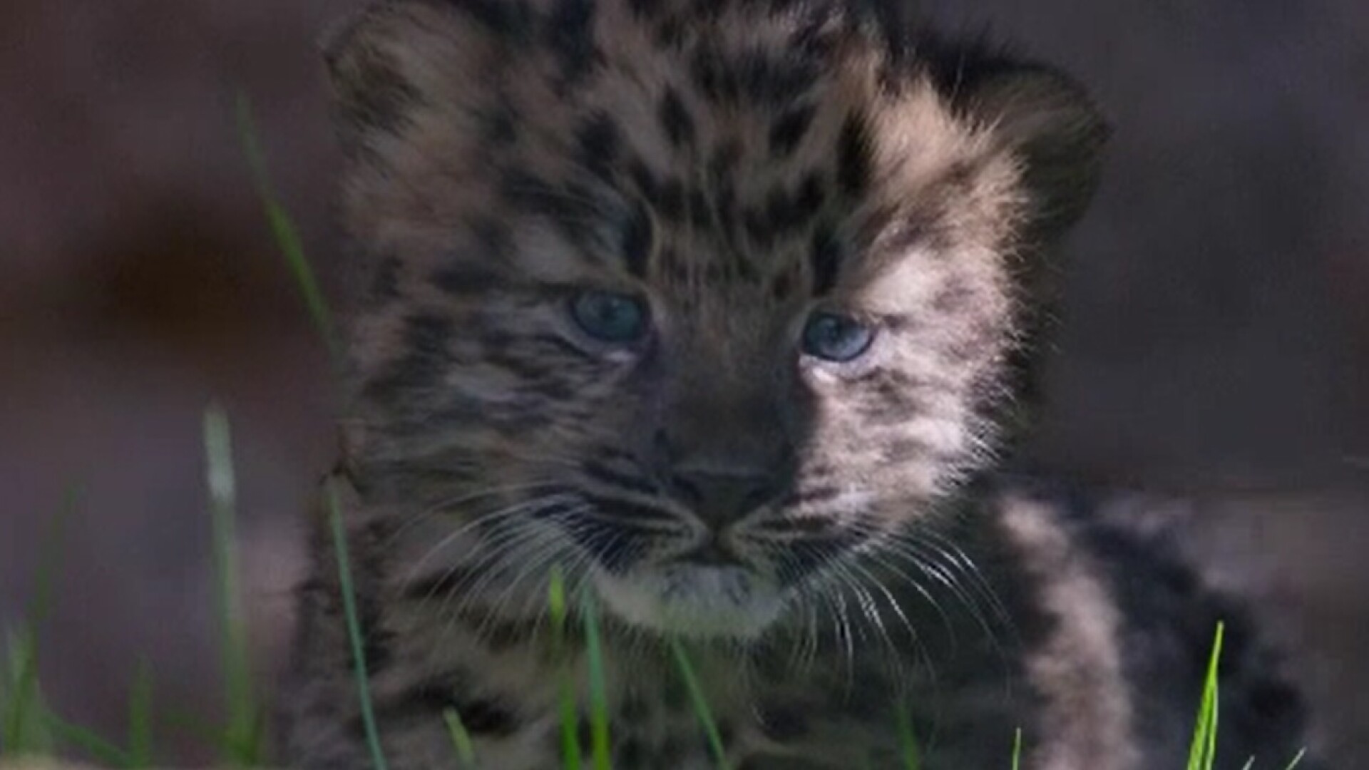 Doi pui de leopard de Amur, specie pe cale de dispariție, s-au născut ...