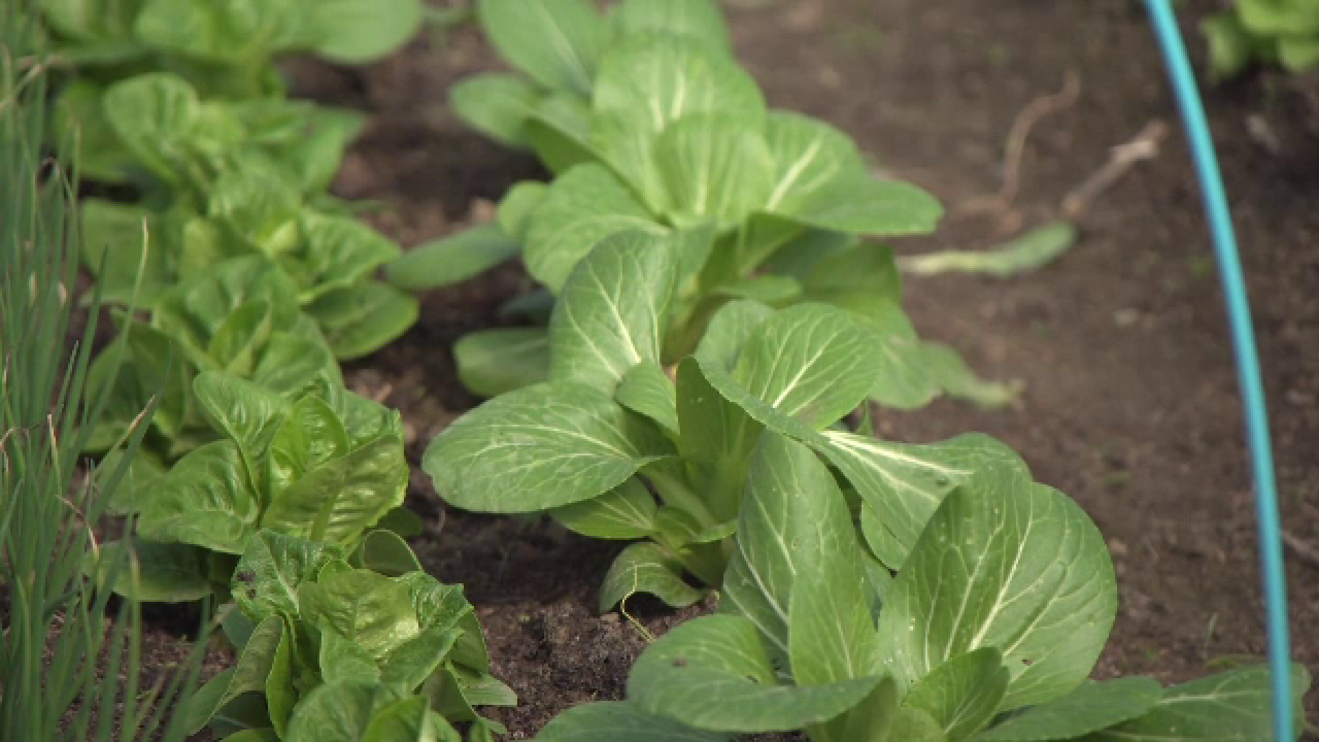 Micii producători și-au diversificat ofertele. Au mizat pe plante mai ...