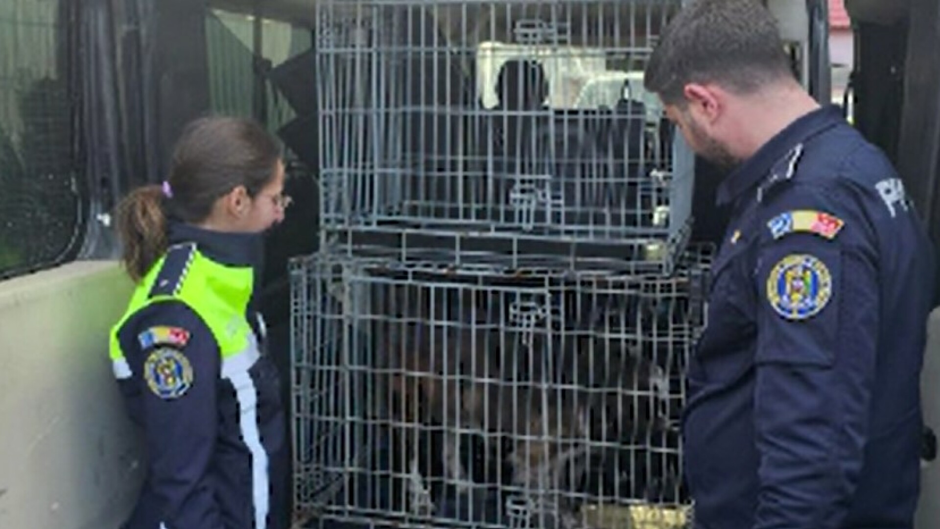 Lupte ilegale între câini, cu spectatori, organizate la Săcele. Doi ...