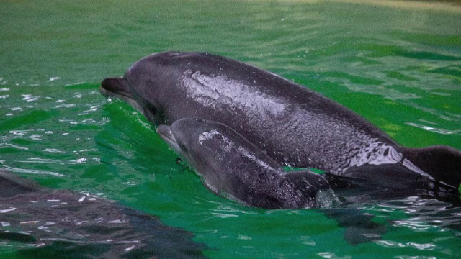 Un pui de delfin s-a născut la Delfinariul Constanța, primul din ...