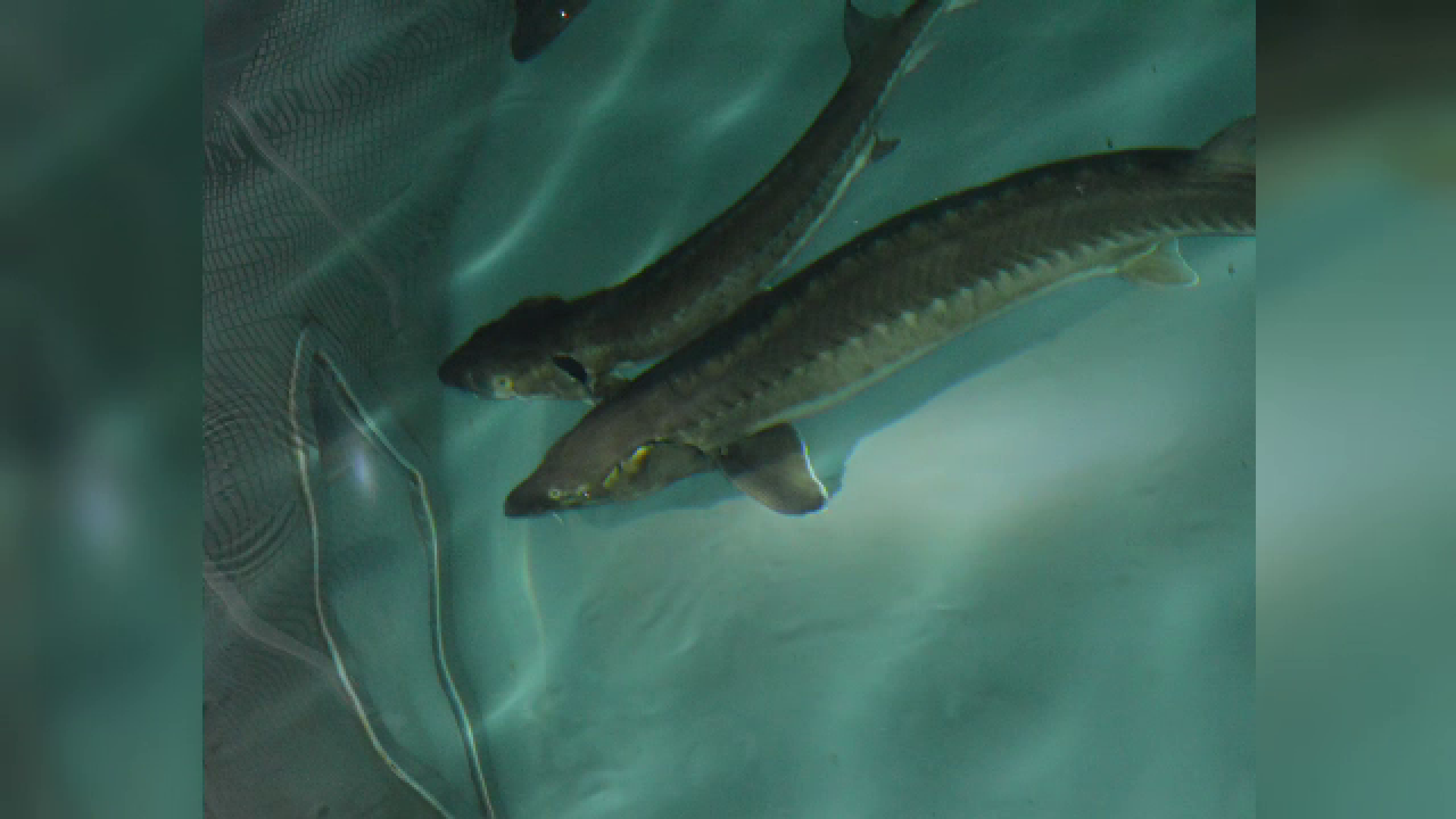 De ce au dispărut sturionii din țara noastră. Explicațiile ...