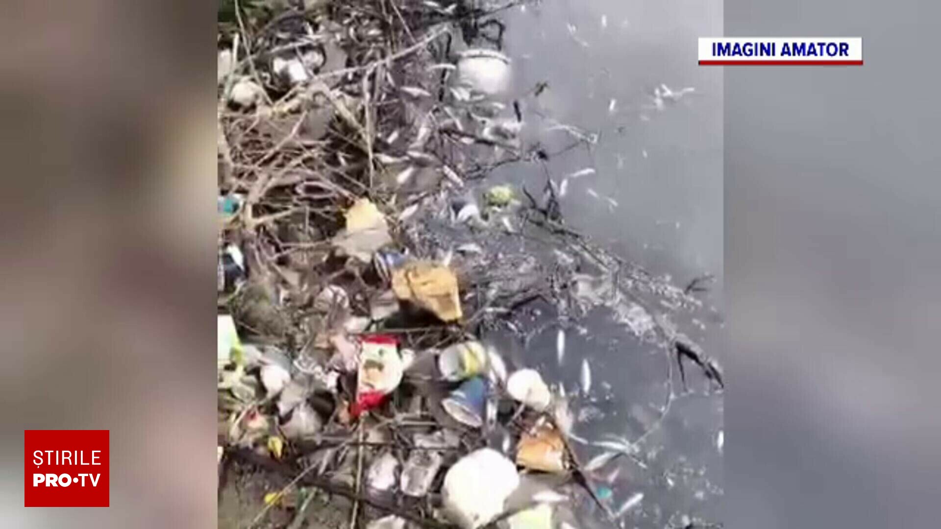 Poluare masivă pe râul Jiu, în Dolj. Plutesc mii de pești morți și ...