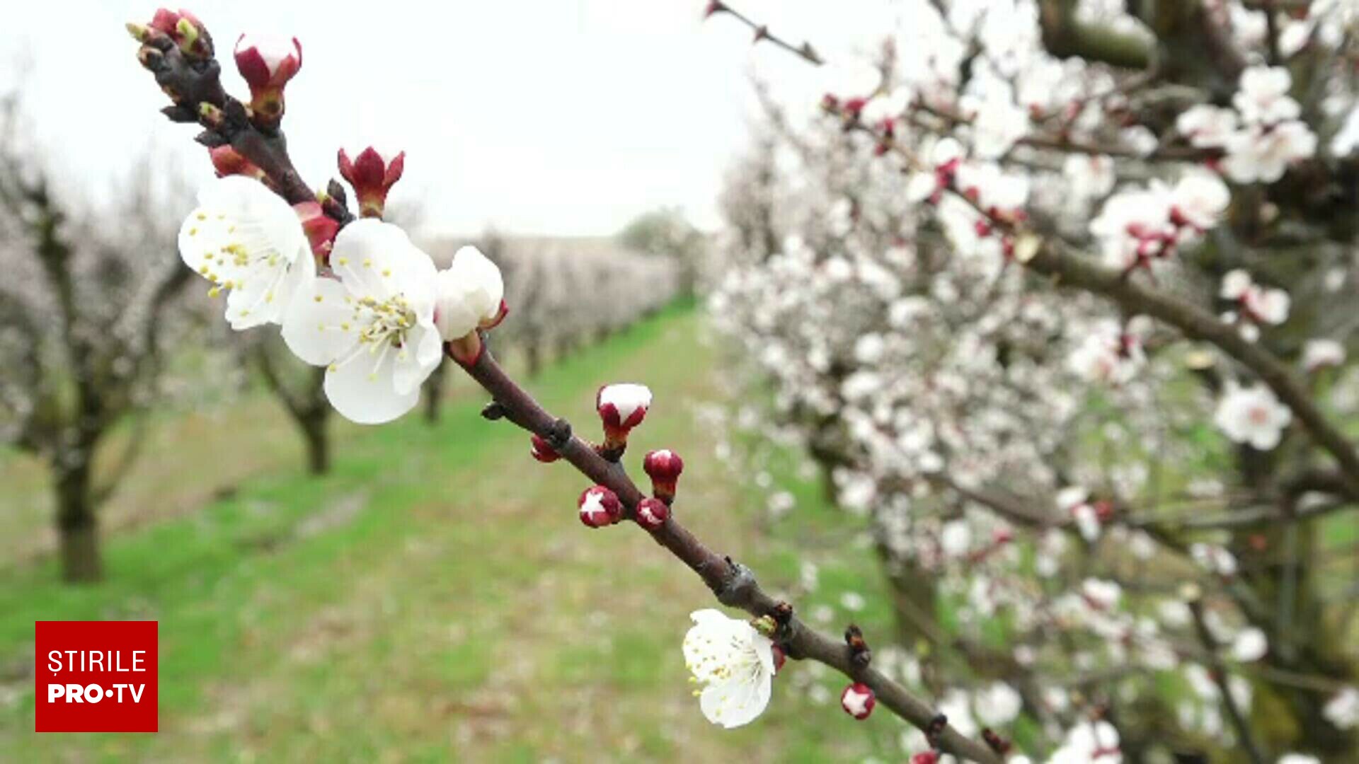 Anomalie climatică într-un județ din România. Cireșii au înflorit ...