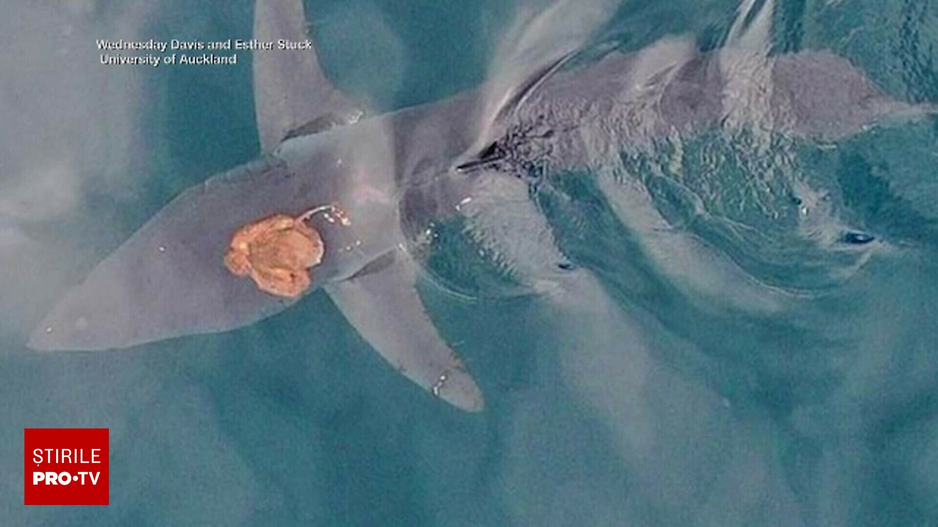 Scenă incredibilă din natură: imagini cu o caracatiță prinsă de capul ...